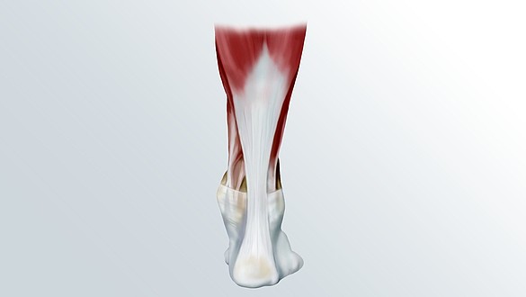 Achillespees - Anatomie en functie