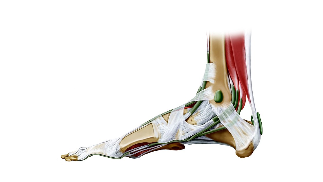 Tendons et ligaments | medibelgium.be