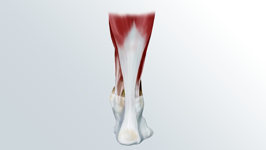 Achillespees - Anatomie en functie